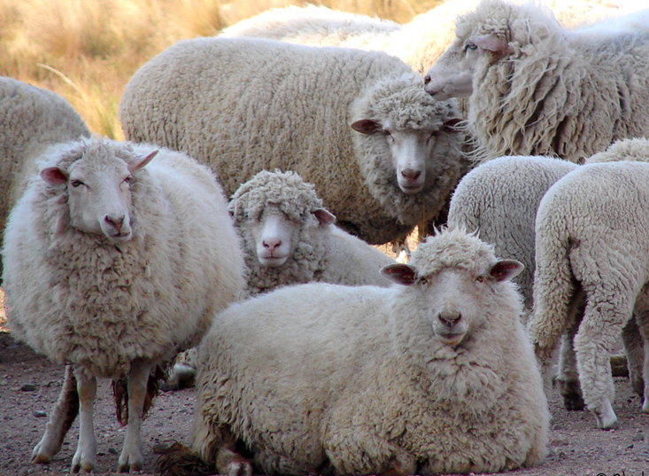 CUARTO CAMINO: EL MAGO Y SUS OVEJAS Cuento