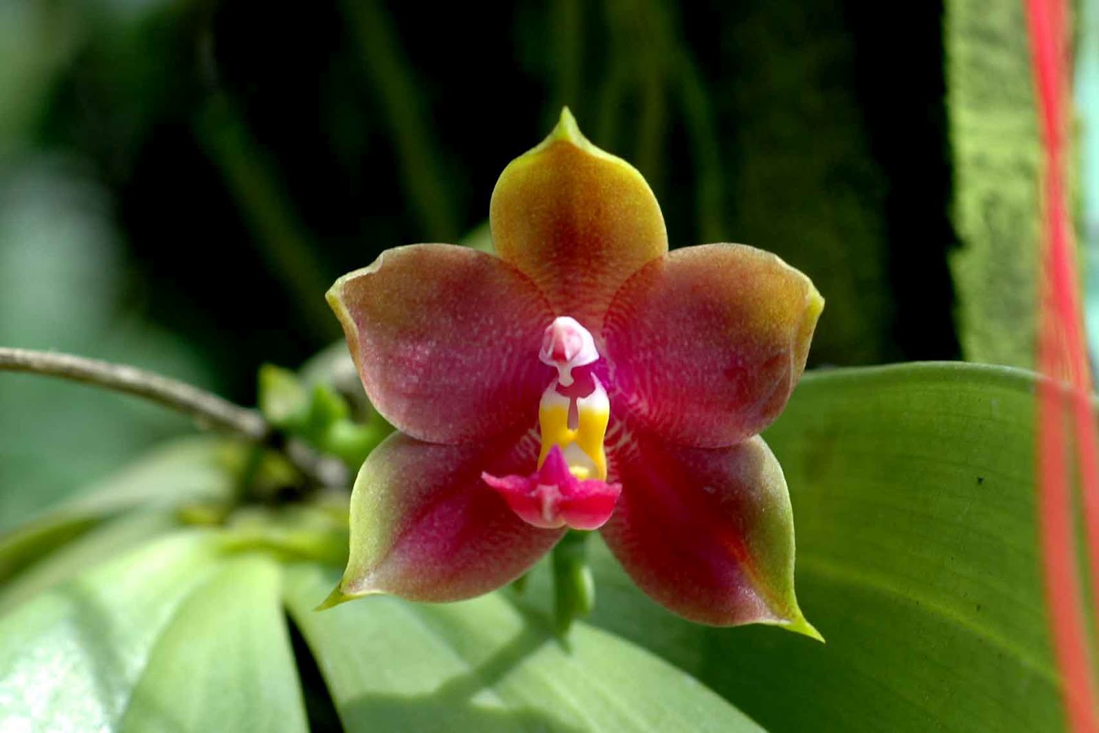 Eucharist Orchids: New Blooms for Febuary 2012 (Part 3)