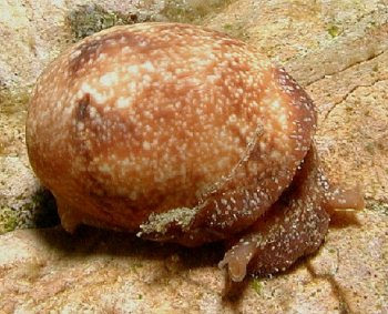 Variety of Life: Bulla