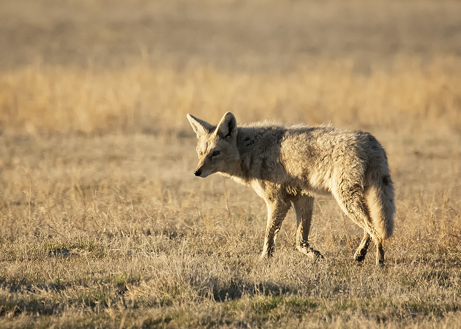 My Big Little World : Coyote During Sunrise at Bear River