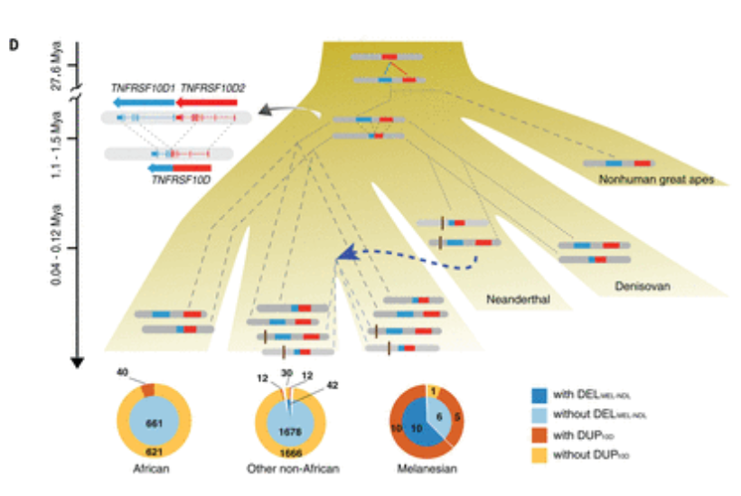 Long strands of Denisovan and Neanderthal DNA in Melanesians ...