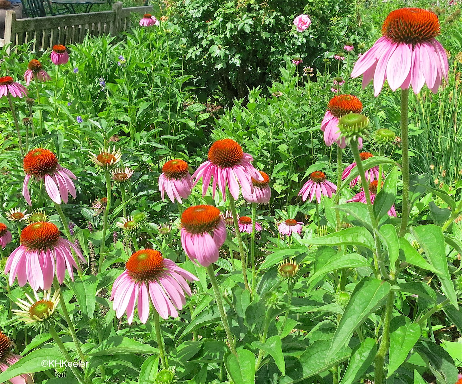 Coneflower Images