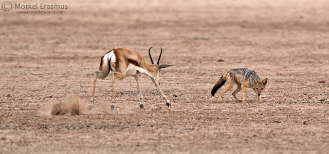 A mother's devotion | Focusing on Wildlife