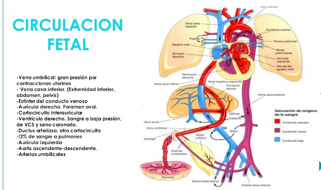 Neo médico : Circulación fetal y circulación neonatal.