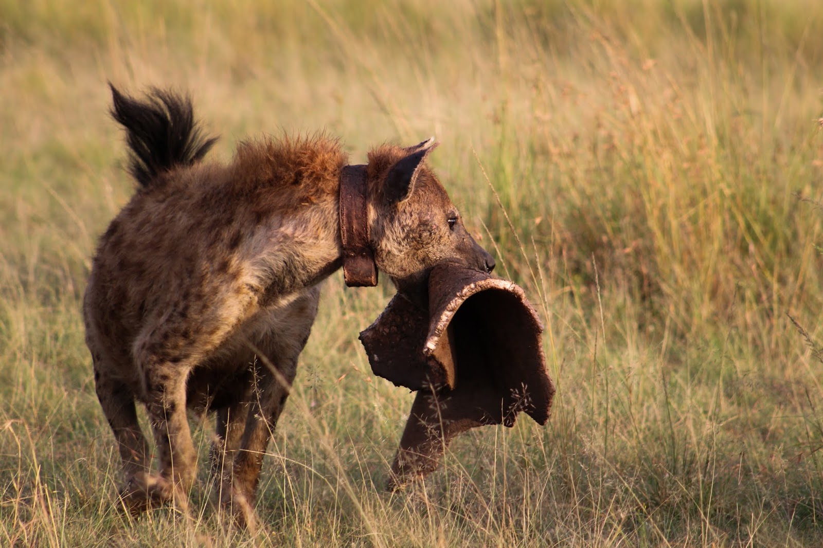 Notes From Kenya: MSU Hyena Research: Tale of an Aging Matriarch