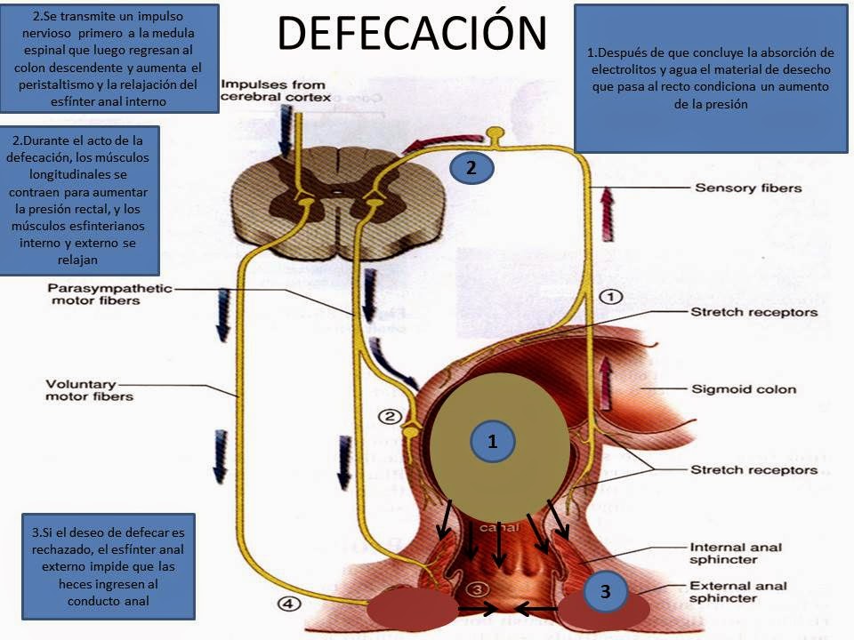 Blog de Fisiología Básica de Osel Alonso García Angulo: mayo 2014