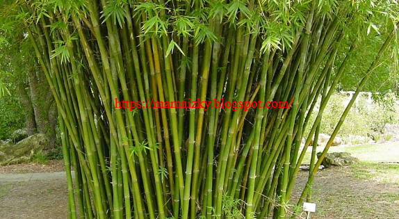 √ MANFAAT BAMBU APUS - Mama Izky