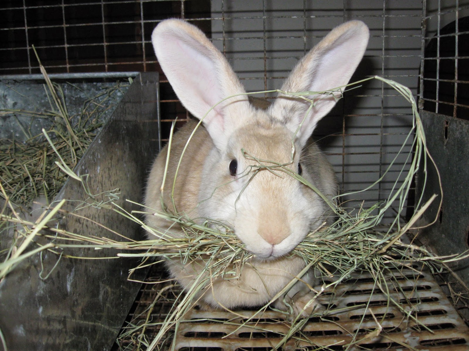 Pregnant rabbit | BackYard Chickens - Learn How to Raise Chickens