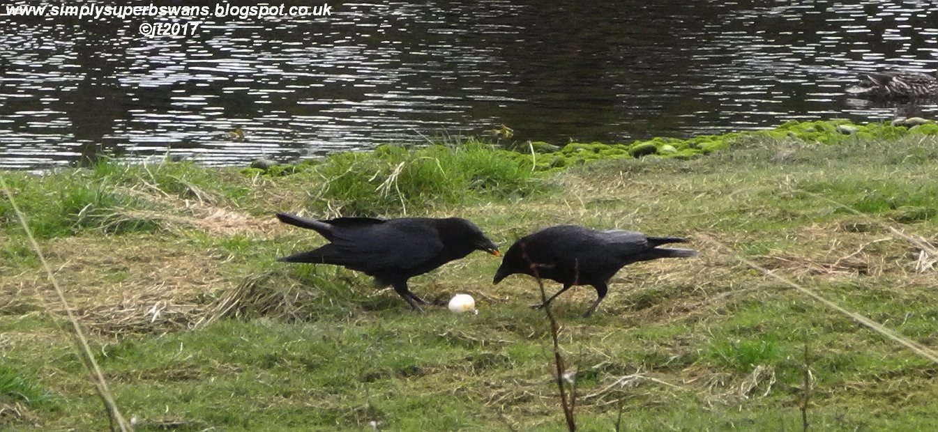 Simply Superb Swans: Predators On The Hunt