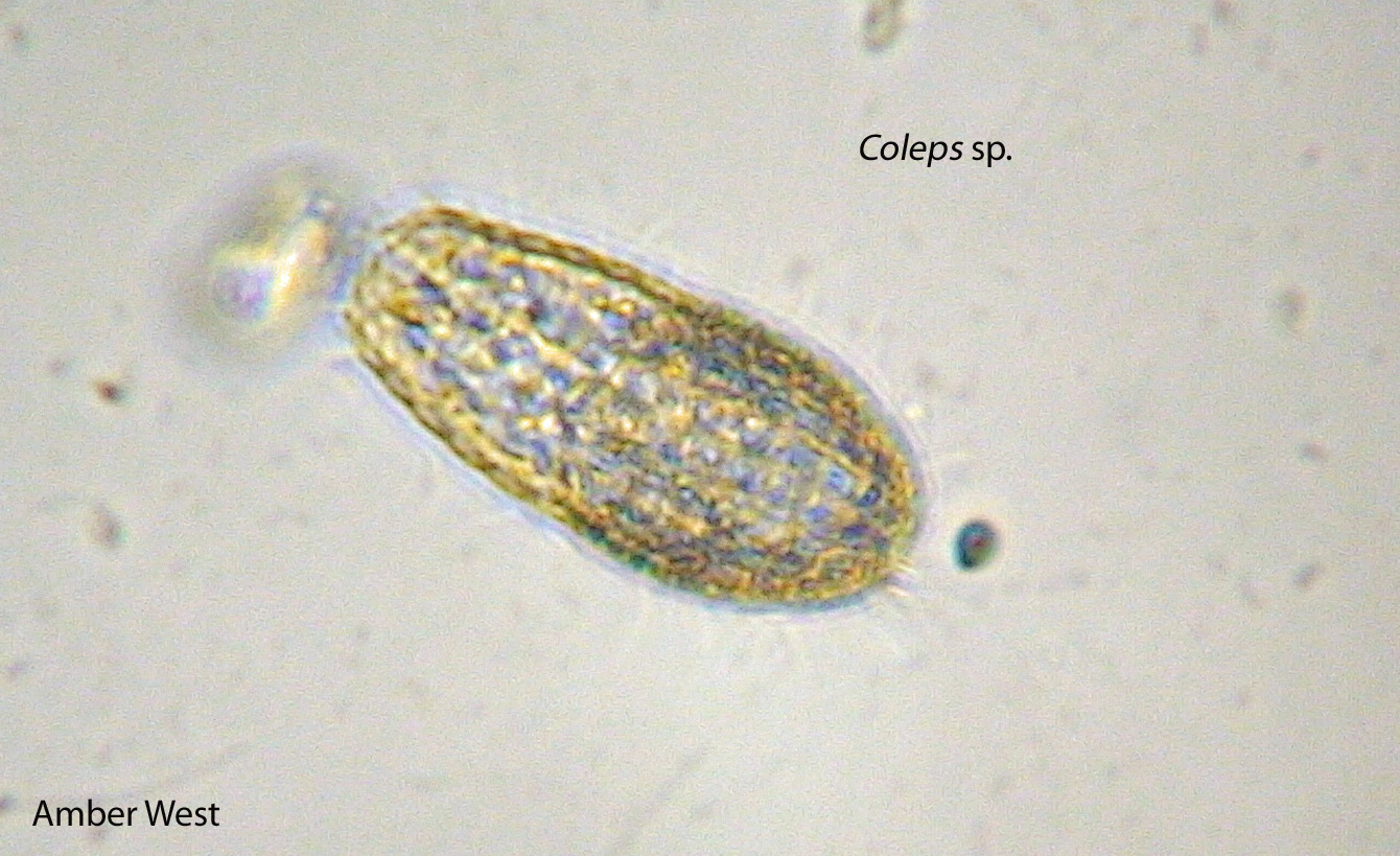 What a Wonderful Microlife