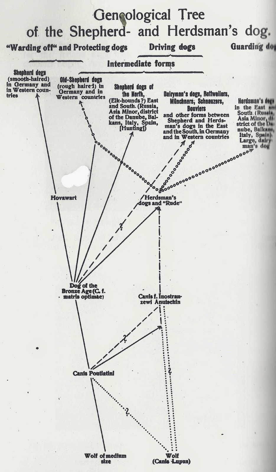 The Genealogical World of Phylogenetic Networks: An old network of the ...