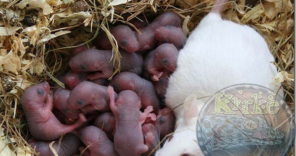 Kirke Reptiles: Lauchas