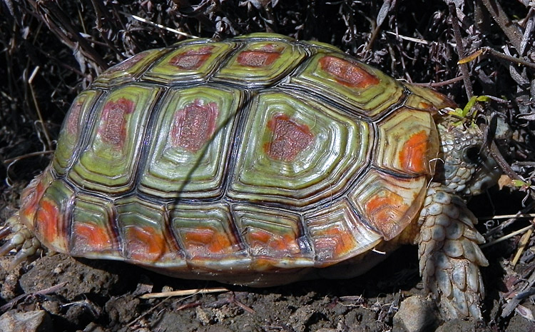 Remote Camera Trap - South Africa: Some Tortoises And Birds