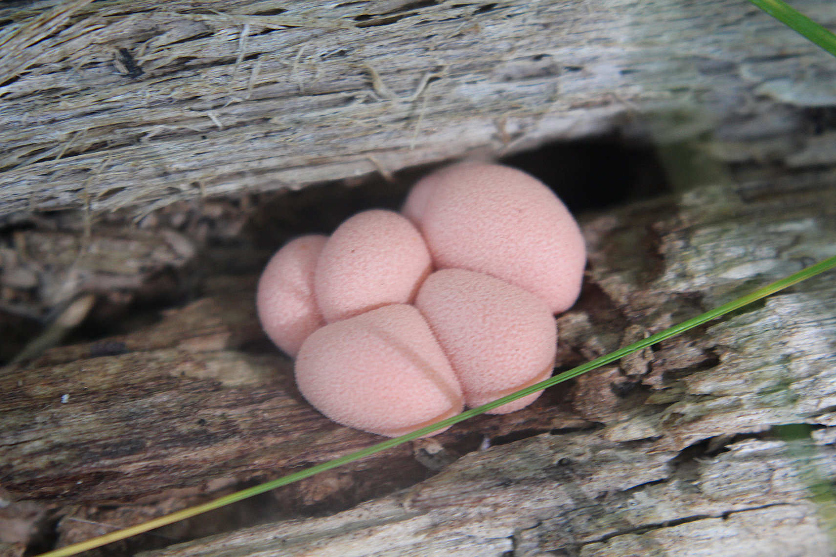 Assiniboine Forest Plant Life: Fungi & Molds in the Assiniboine Forest
