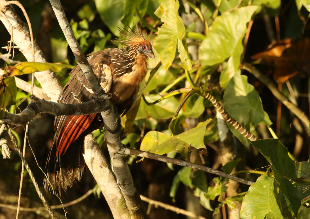 Birding Berrien and Beyond: Hoatzins!!!