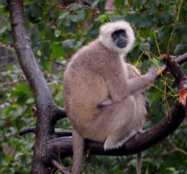 Scandinavian Carrot Bread Rolls / Carrot Bread Rolls / #BreadBakers ...