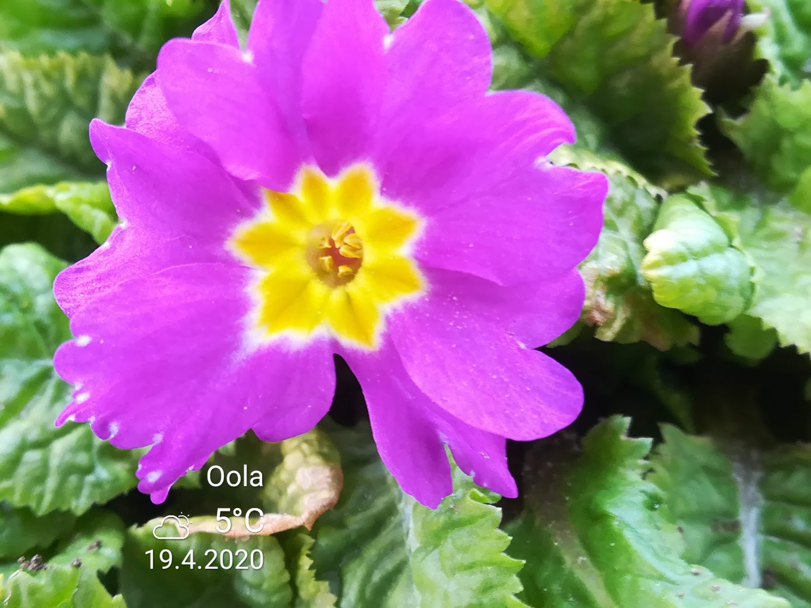 Rohtaias.: Roosilõhnaline kuldjuur Rhodiola rosea