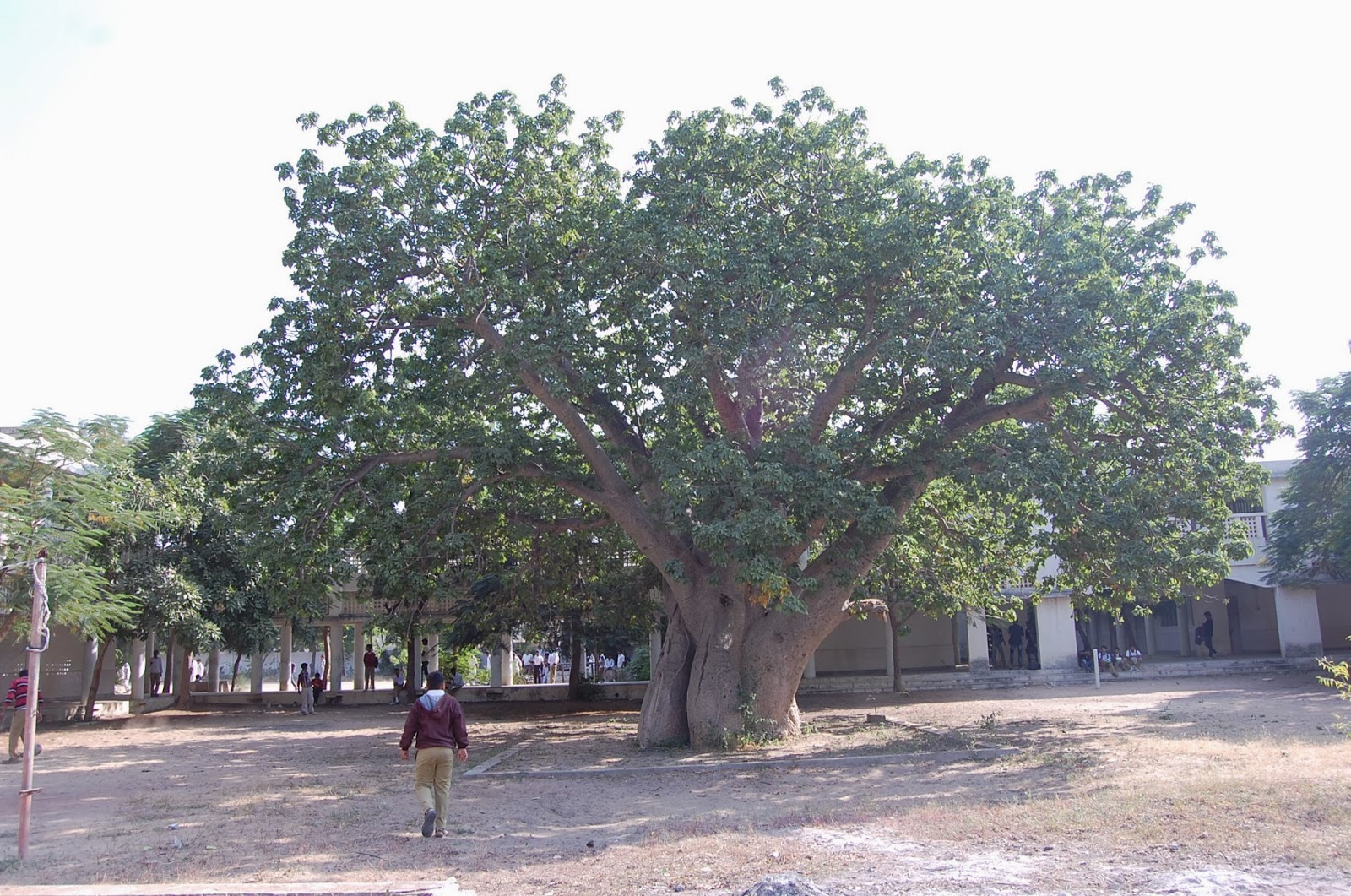 Dayaram Jansari,Bhuj Kutch: Bhuj Kalpvruksh at Alfred high school, bhuj ...