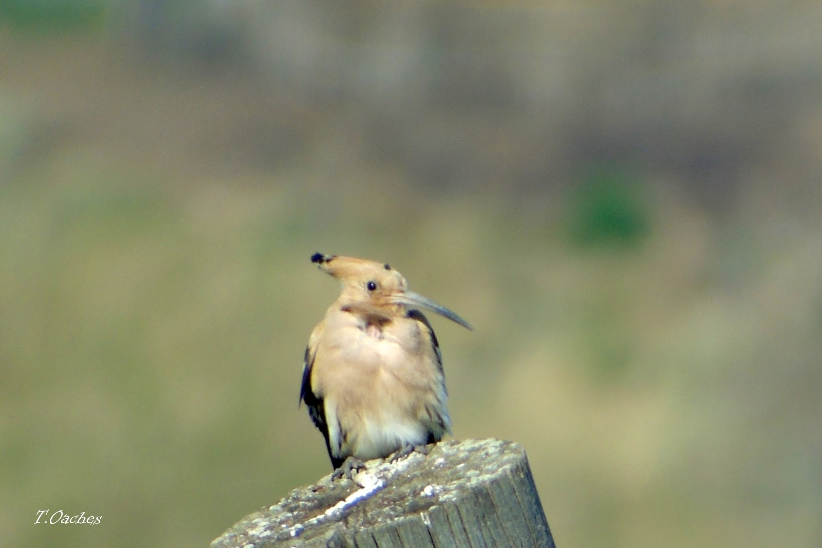 PASARI DIN ROMANIA: PUPAZA, Upupa epops