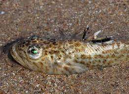 Il-bram u ħut li jniggeż