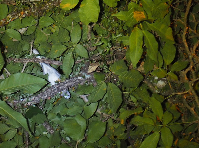 SS Quah's Anything Goes: Bird shit