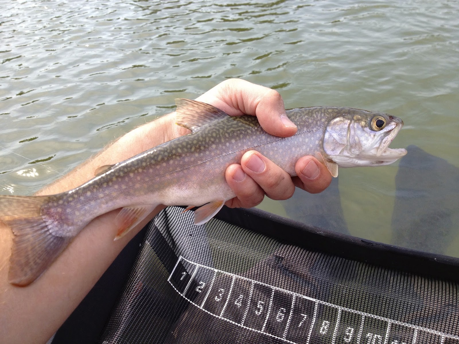 Troutings: Tiger trout in Colorado!