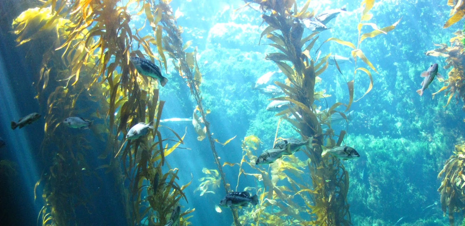 Biology Notes for Class11th, 12th, and NEET : Biology Blog: Brown Algae ...