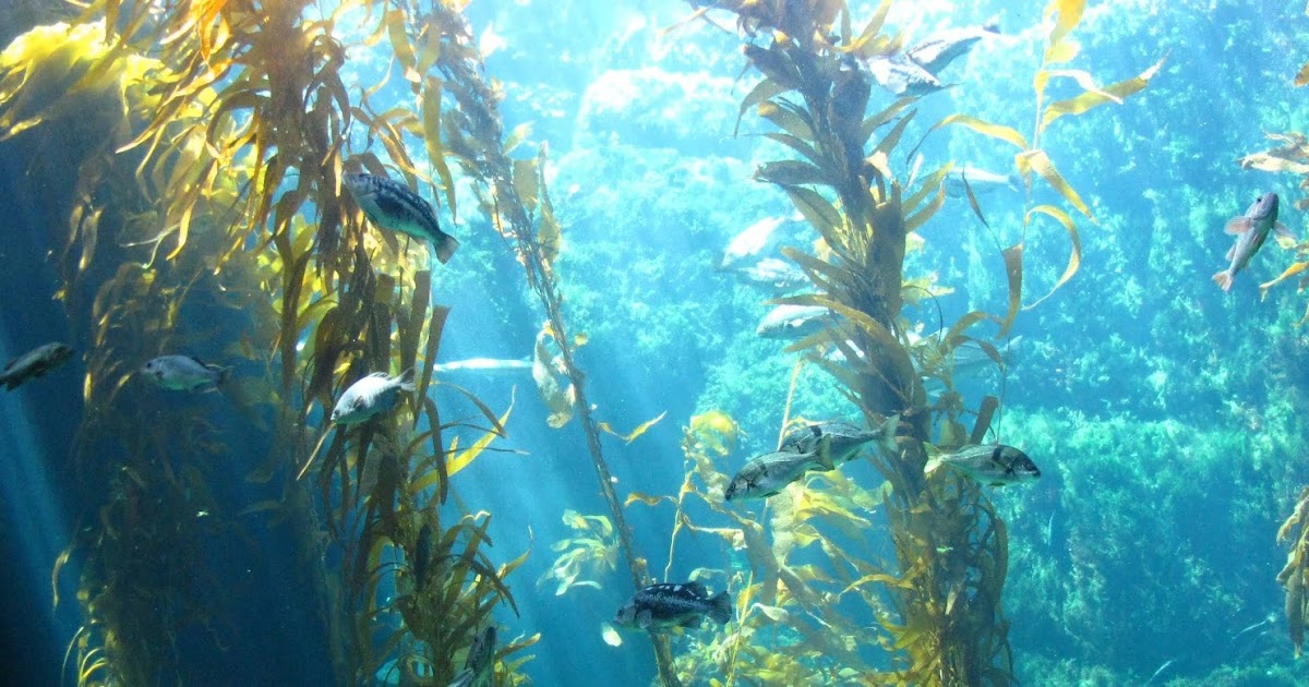 Biology Notes for Class11th, 12th, and NEET : Biology Blog: Brown Algae ...