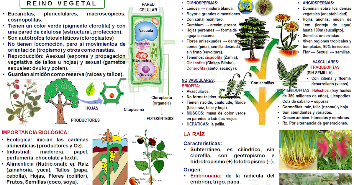 Biología didáctica: Ciencias Naturales - Reino Plantae I.