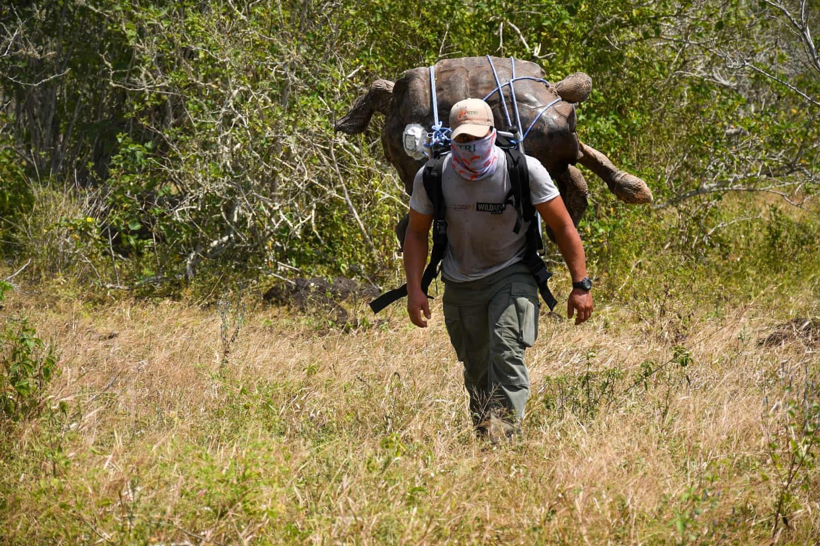 Giant century-old Galapagos tortoise being carried back to his native ...