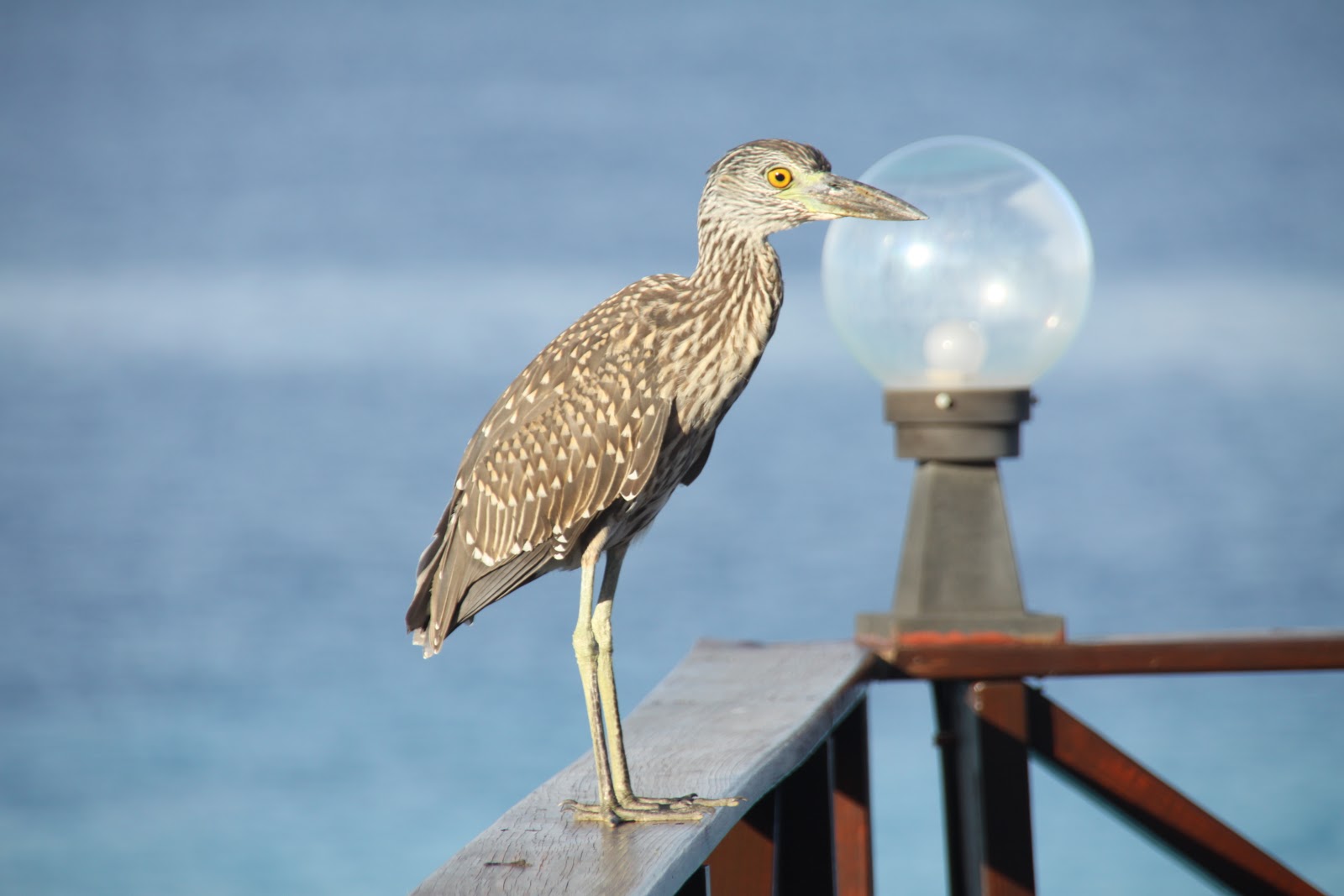 Een Zonnig Avontuur: Dia di Pais Korsou!