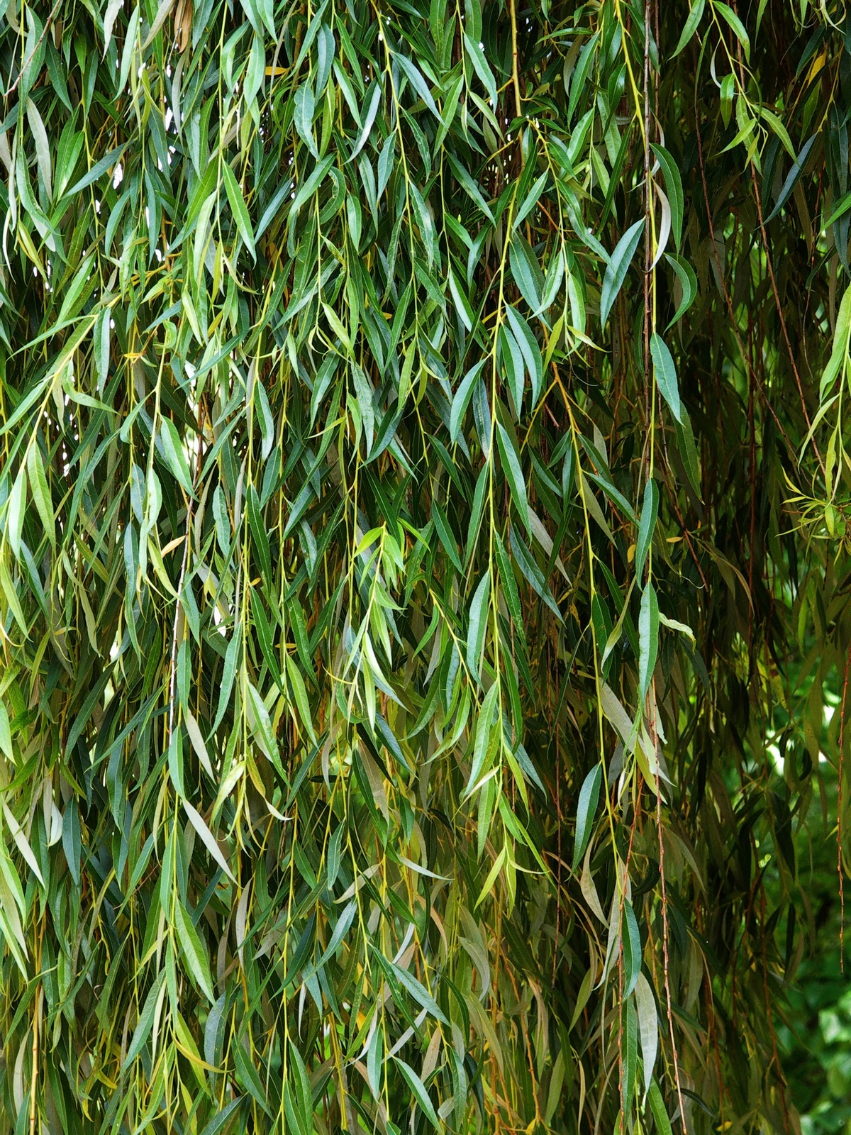 AmyluvsTrees: Foliage Friday - Willow Trees AmyluvsTrees: Foliage Friday - Willow Trees
