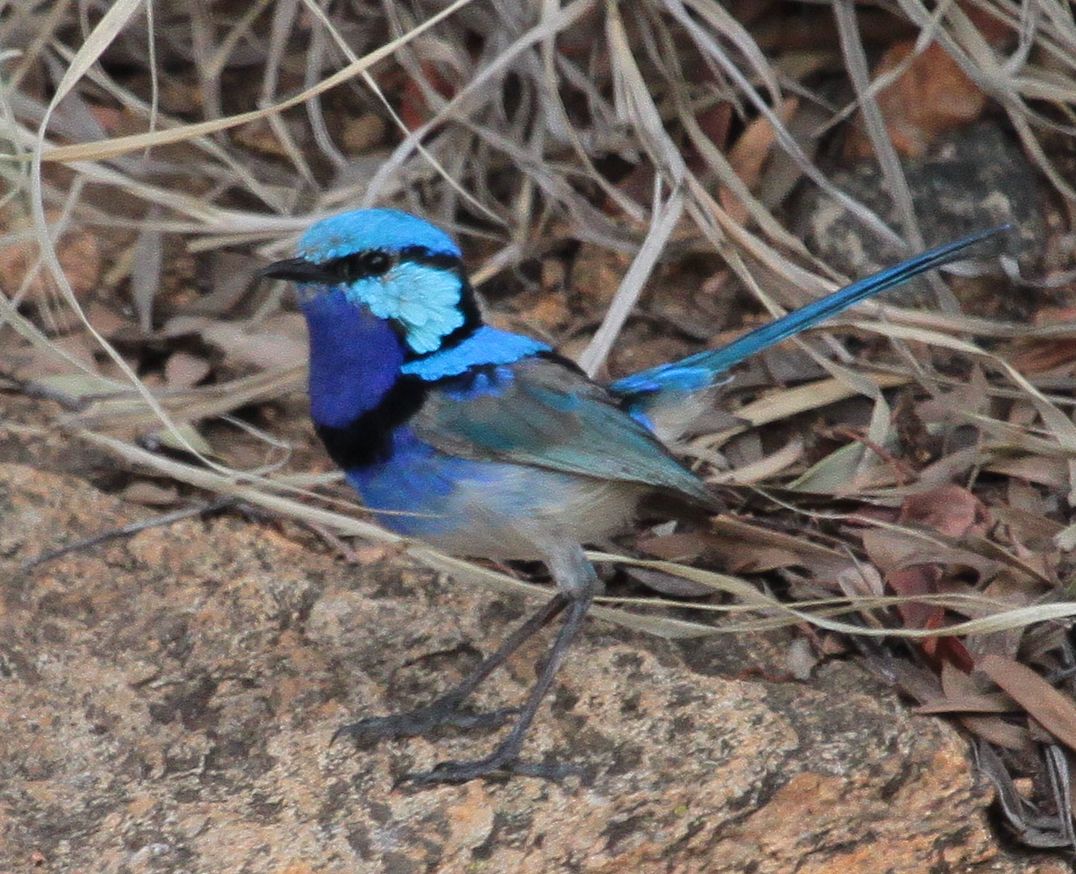 Richard Waring's Birds of Australia: Splendid Fairy-wren, Rainbow Bee ...
