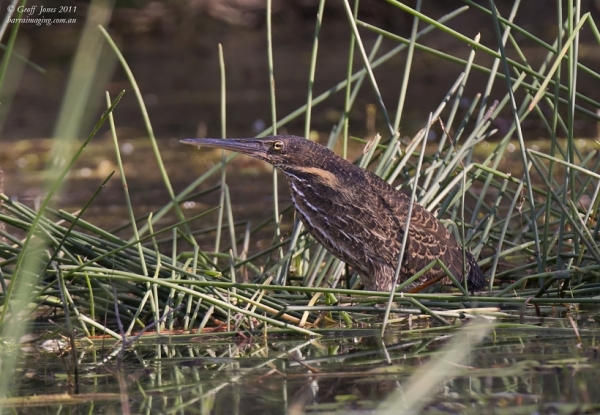 sunshinecoastbirds: Black Bittern & Shining Flycatcher in Pumicestone ...