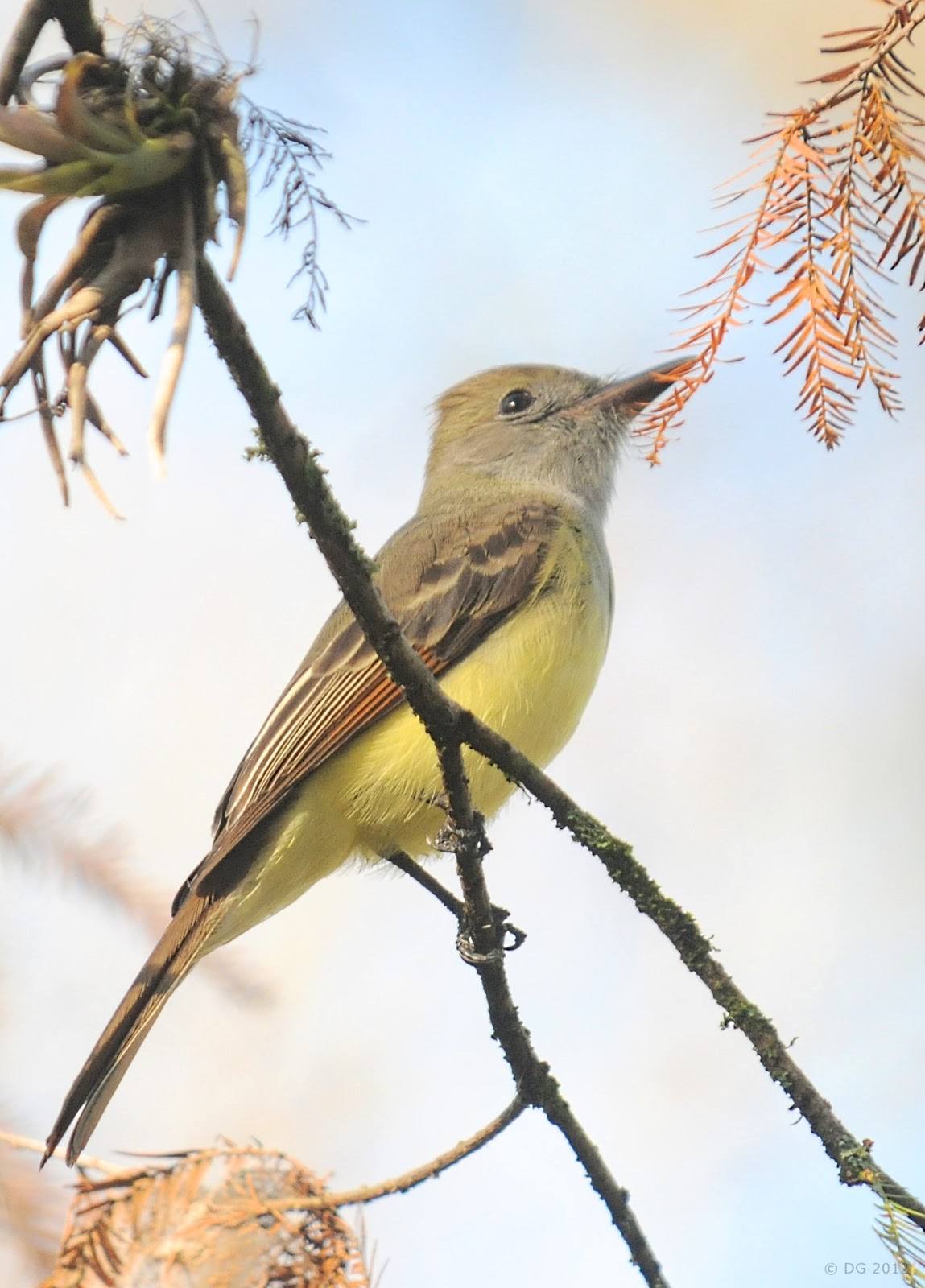 Great-crested Flycatcher