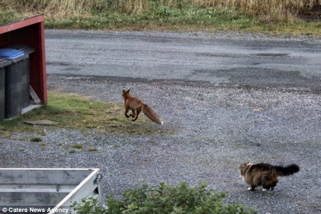 White Wolf : Fearless Cat Chases Fox Intruder Off His Land (PHOTOS)