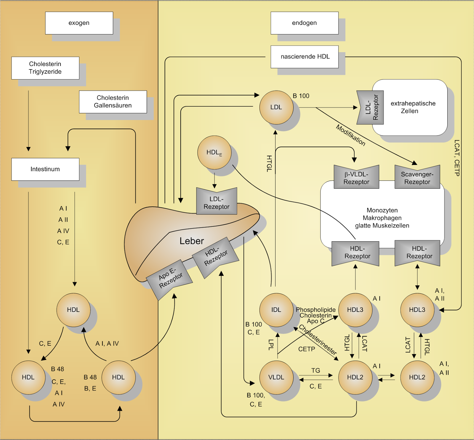 Natürlich Gesund: Lipidstoffwechsel - ausführliche Beschreibung