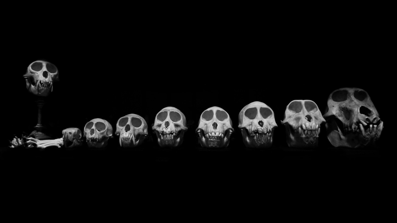 “Curiouser and curiouser!”: Ryan Matthew Cohn