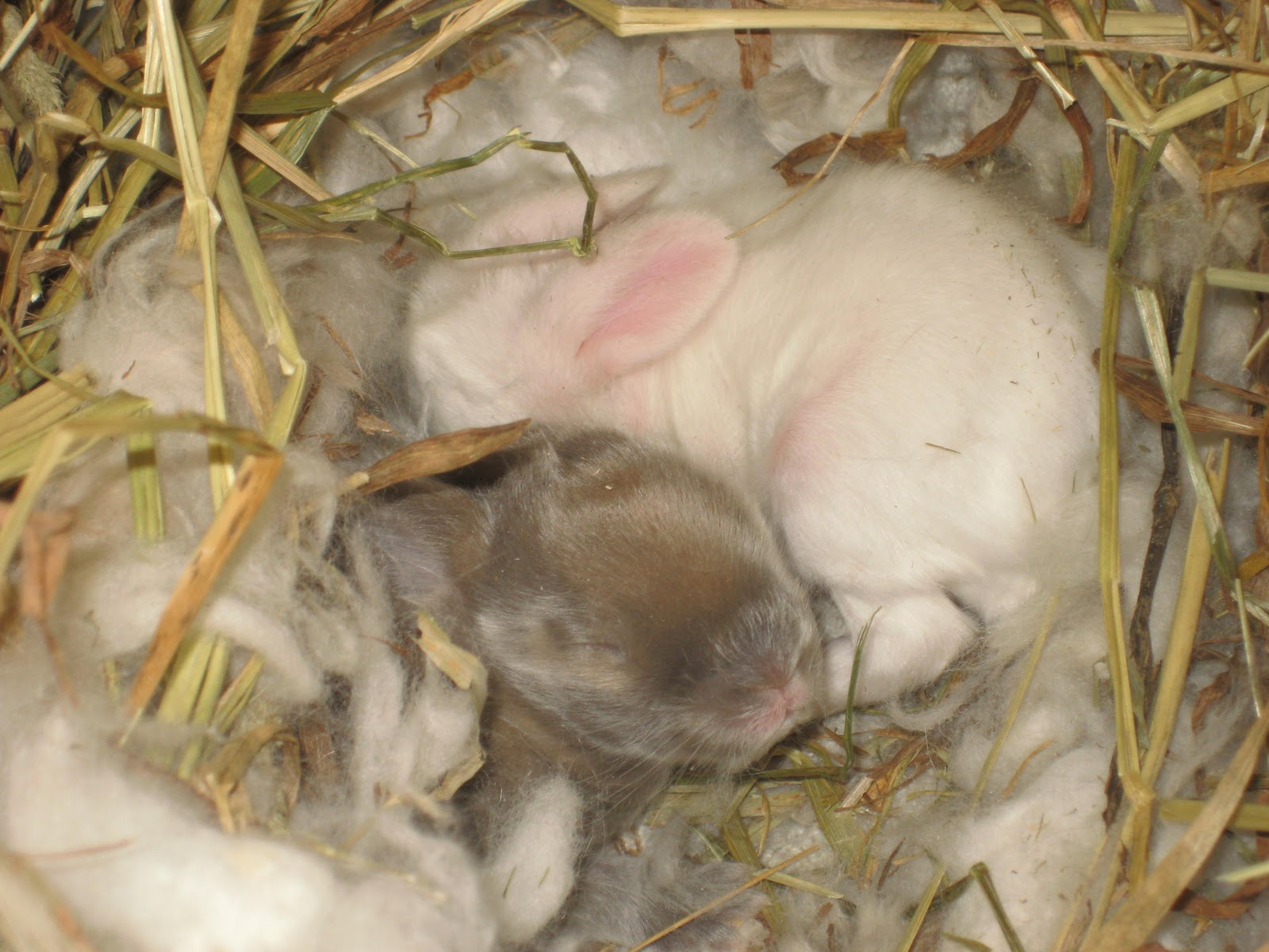 Bunny Blog: 10 days old