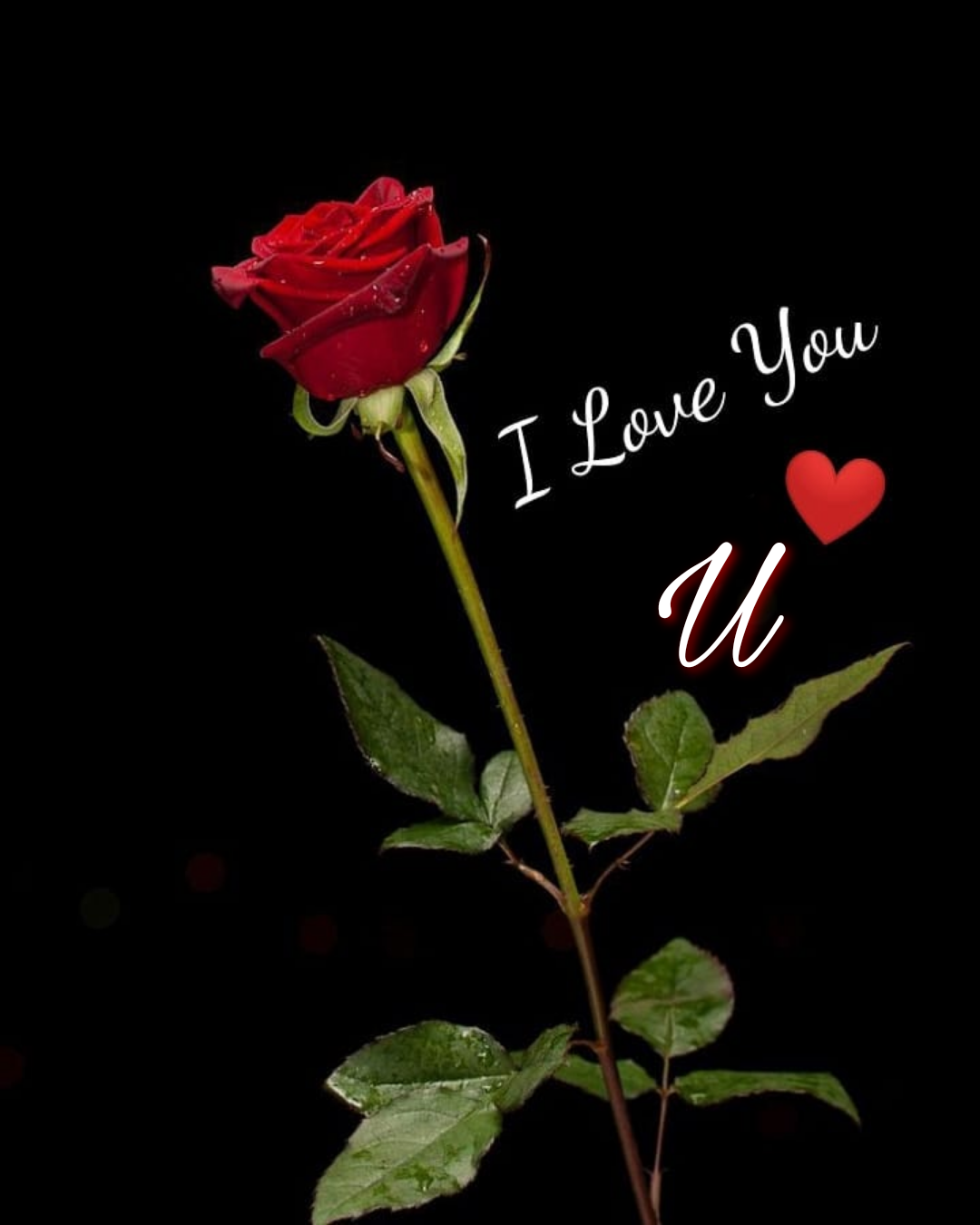 A to Z Alphabets Red Rose HD Pic with I Love U Download | Wallpaper DP