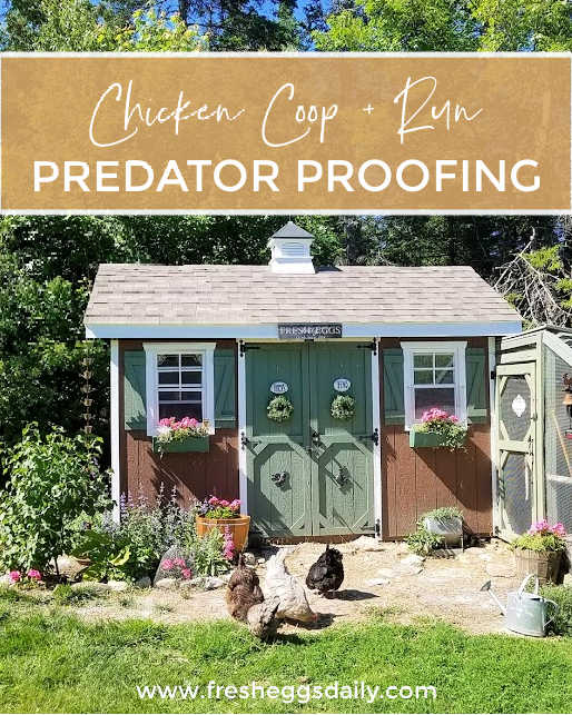 Chicken Coop + Run Predator Proofing - Fresh Eggs Daily® with Lisa Steele