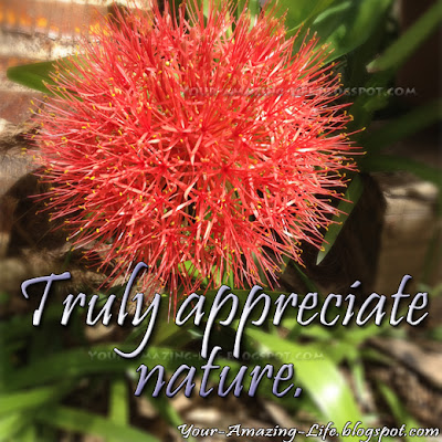 Truly appreciate nature. ~ Your Amazing Life