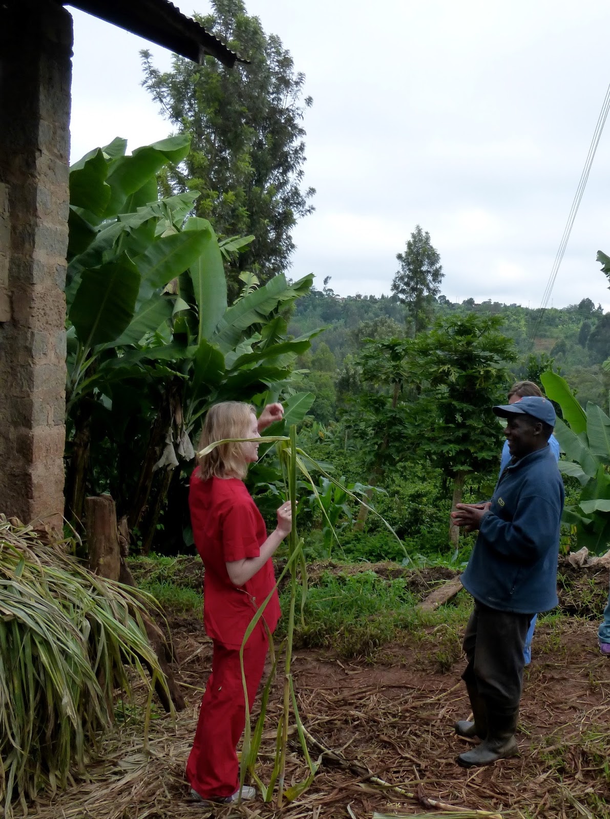 Farmers Helping Farmers: Week 1 with the Mukurweini Wakulima Dairy, by ...