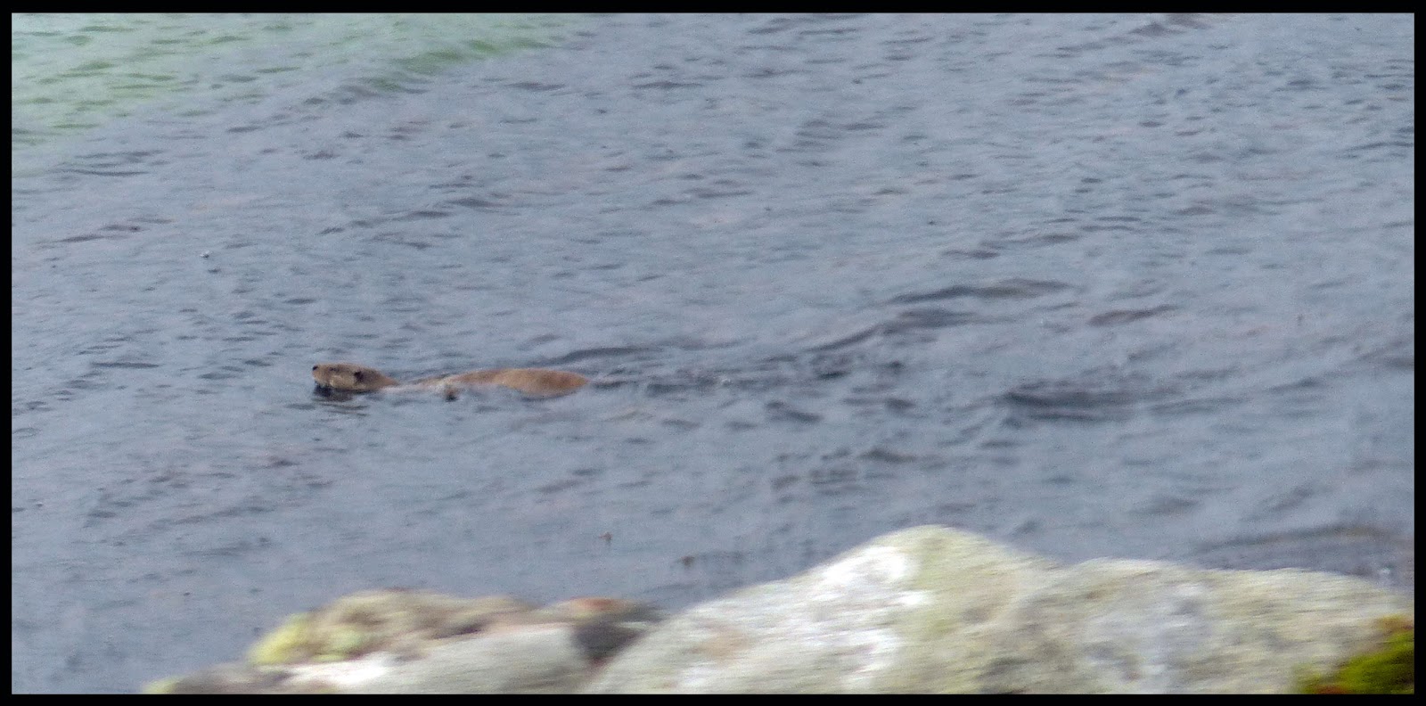 Wild and Wonderful: Mustelidae: Otters in Scotland