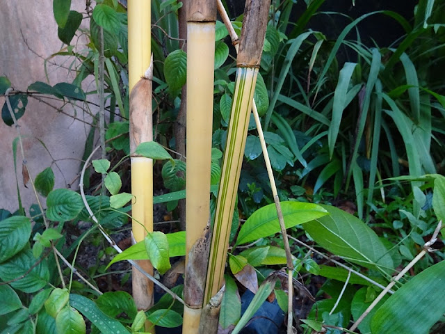 Kebun Bahagia Bersama: Buluh Gading Halus