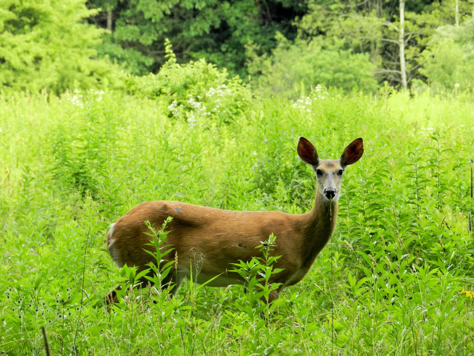 Life and the pursuit of happiness.