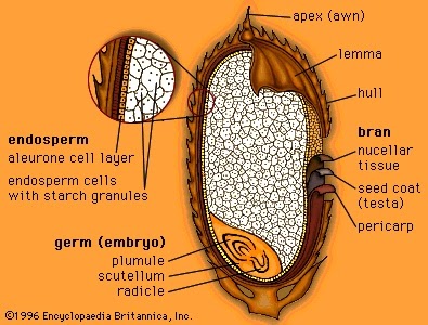 RICE: INTRODUCTION, ANATOMY, CHEMICAL COMPOSITION AND NUTRITIVE VALUE