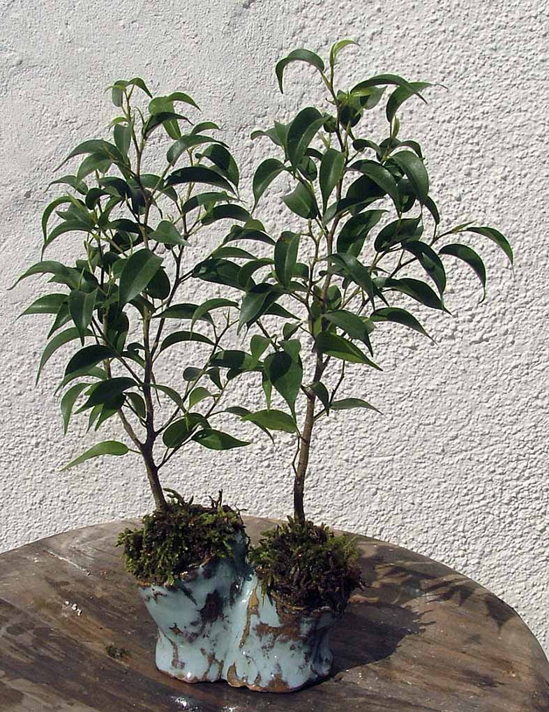 KOKEDAMA BCN: Micro Bonsáis...