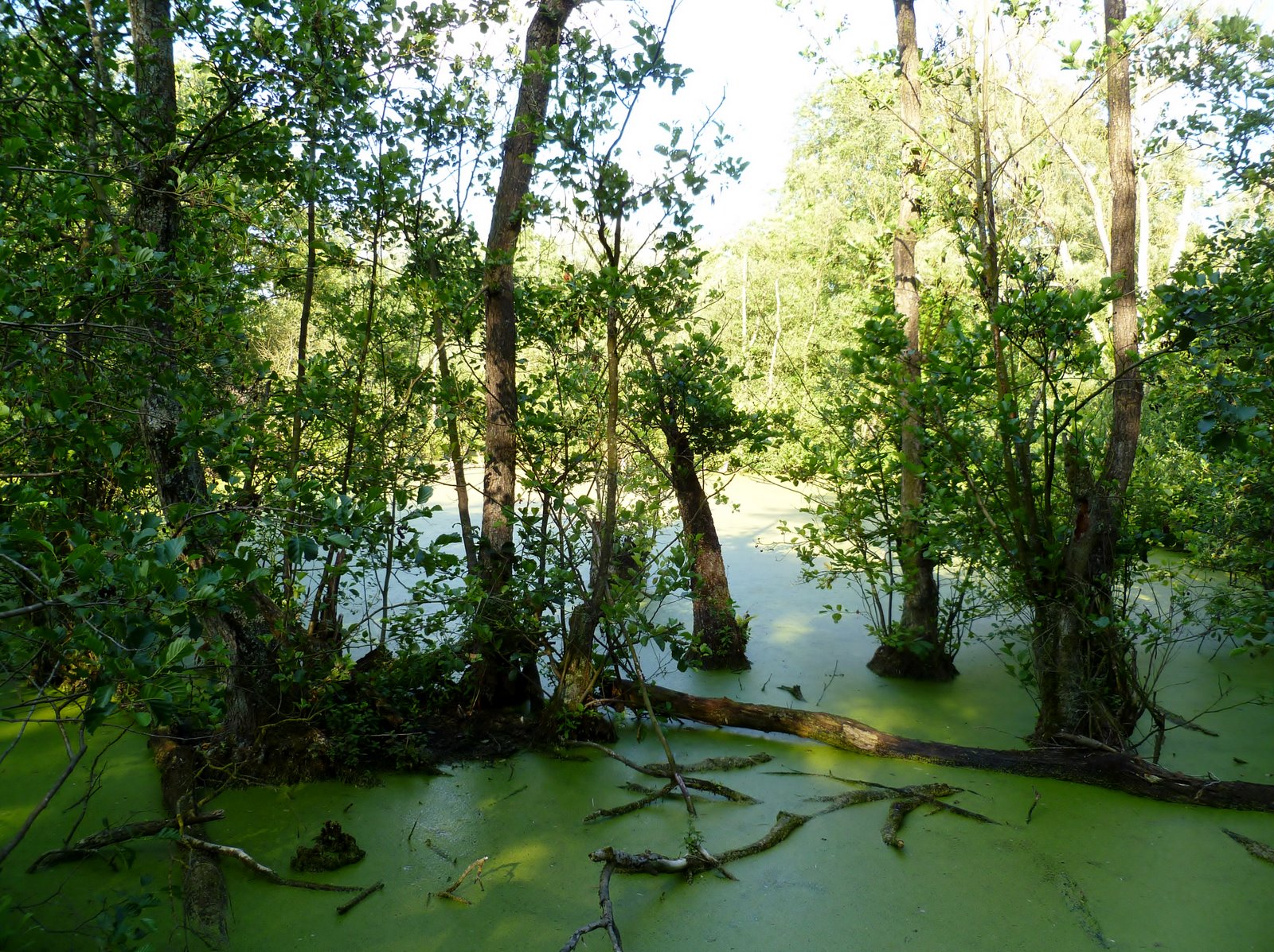 mes photos: MARAIS CAMBRIN