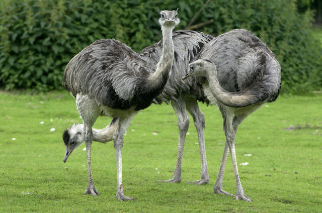 Greater Rhea | The Biggest Animals Kingdom